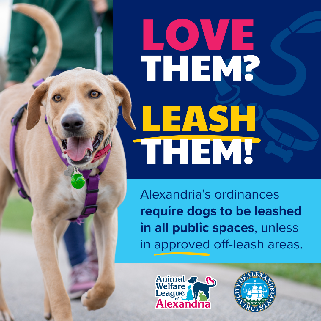 [Archived] Leash Up: Off-Leash Dogs in Alexandria Could Lead to Fines ...